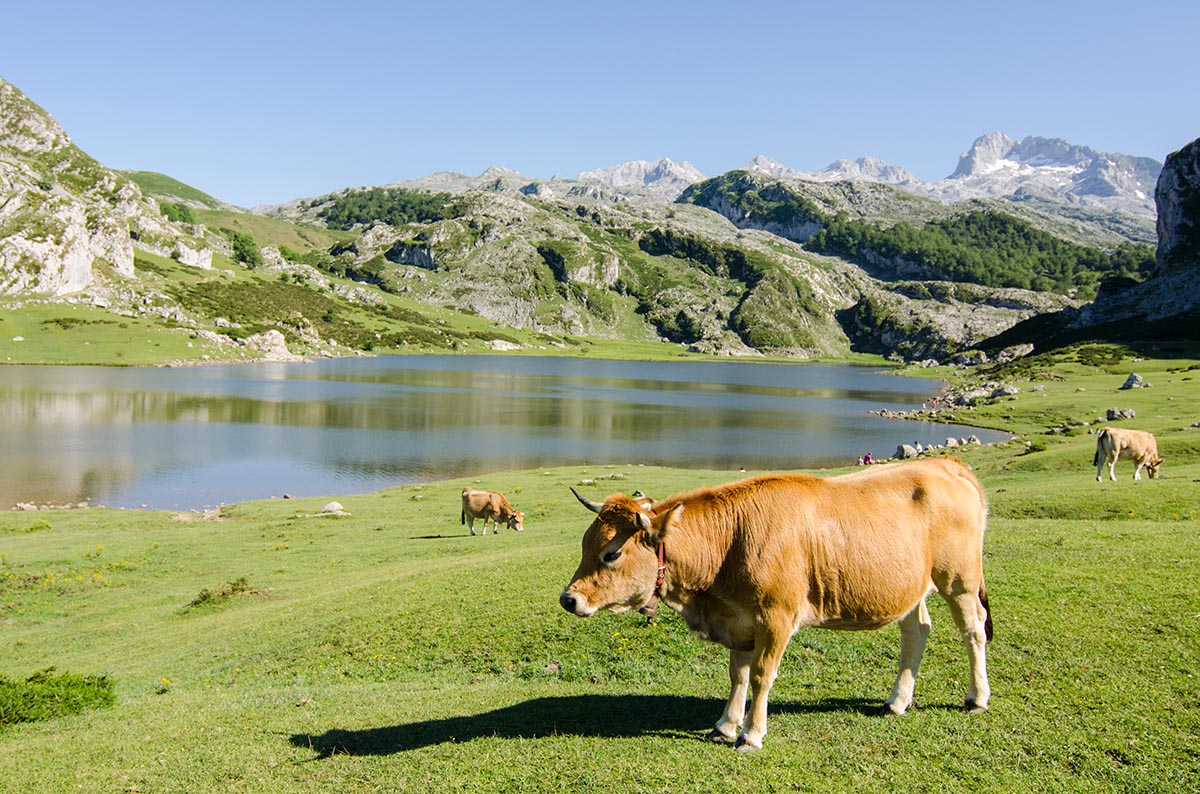Rural Environment Hazte Vaquero